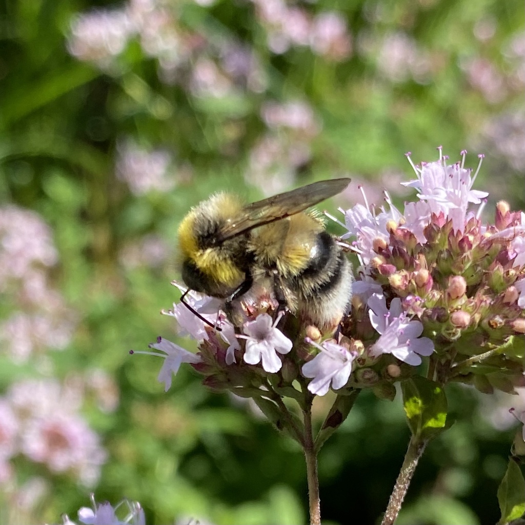 White-tailed Bumble Bee from Högenstraße, Hamburg, DE on July 17, 2021 ...
