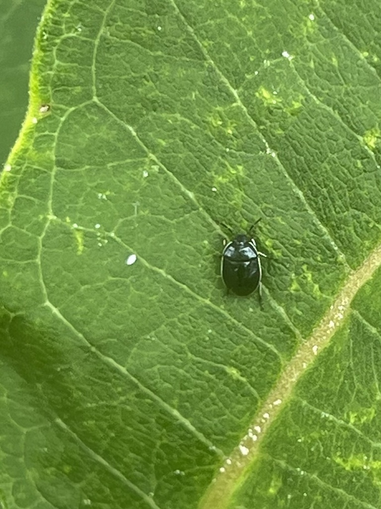 White-margined Burrower Bug from Central Park, New York, NY, US on ...