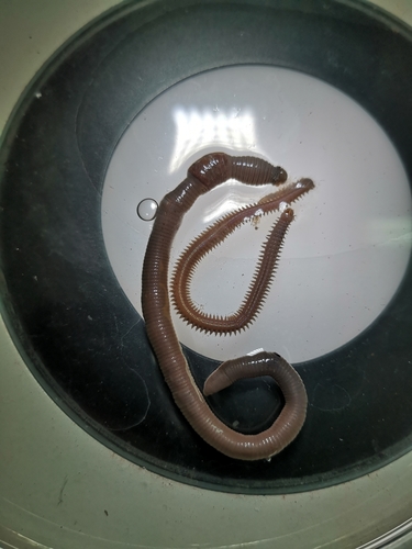 Samoan Palolo Worm (Palola viridis) · iNaturalist