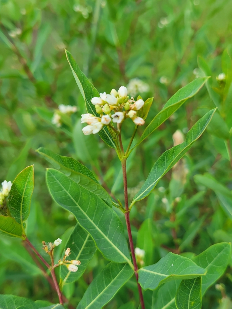 hemp dogbane from Lincoln, NE 68503, USA on August 8, 2023 at 04:26 PM ...
