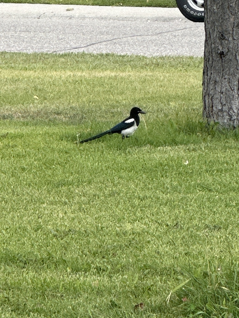 Black-billed Magpie from Fifth Ave SW, Calgary, AB, CA on August 8 ...