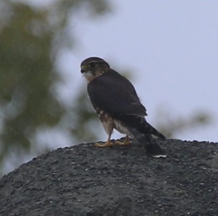 Merlin from Payuk Lake, Manitoba, Canada on August 8, 2023 at 11:39 AM ...
