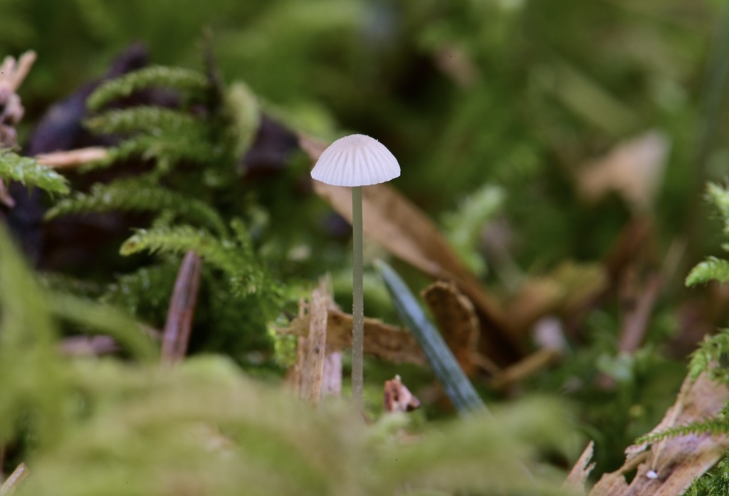 Spruce Sprite from Cape Perpetua Lookout, Yachats, OR 97498, USA on ...