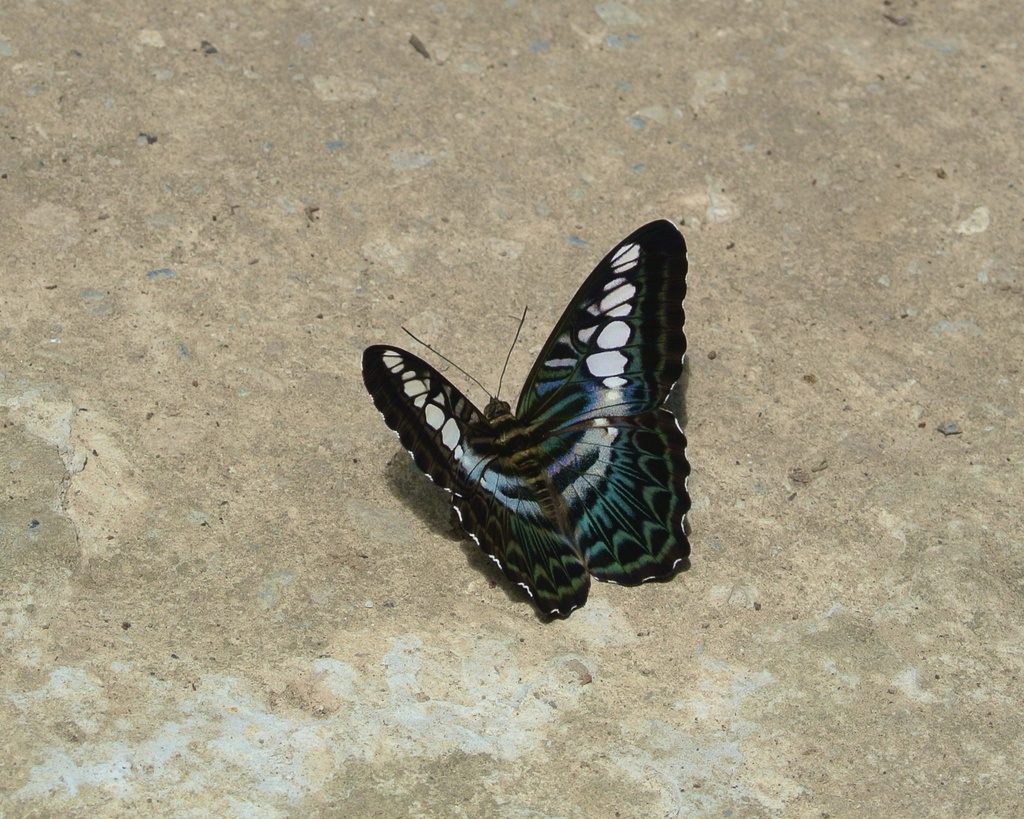 Clipper from Borneo, Lahad Datu, Sabah, MY on July 3, 2012 at 11:24 PM ...
