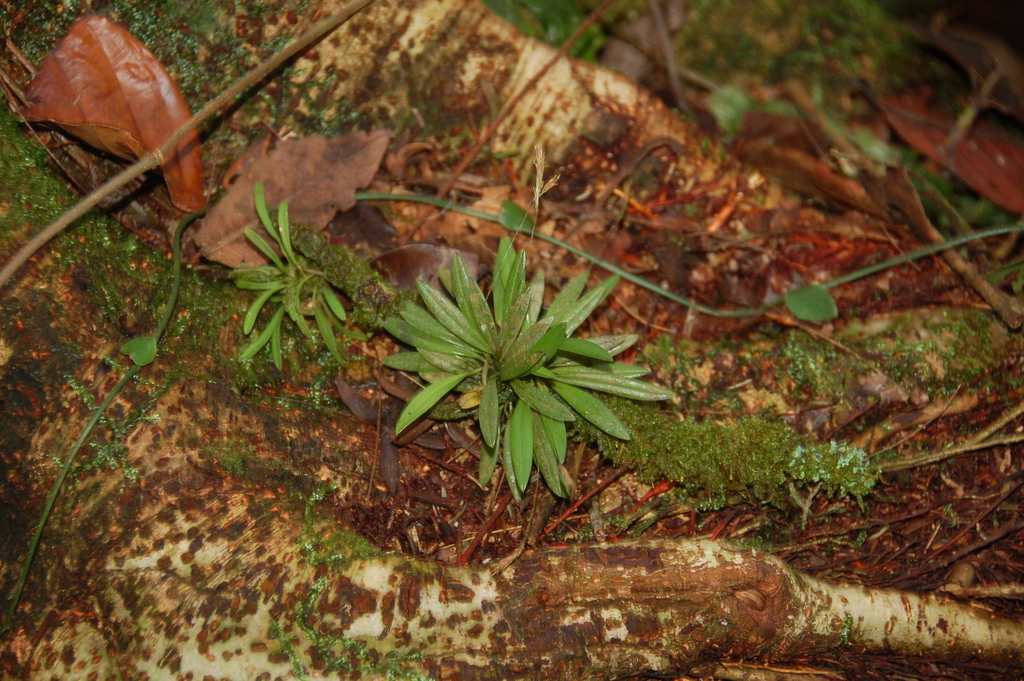 Pleurothallids from Tirimbina, Heredia, Sarapiquí, Costa Rica on July ...