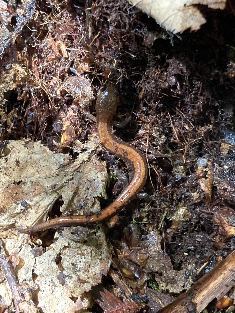 Southern Red-backed Salamander in August 2023 by Rebeccah Haines ...