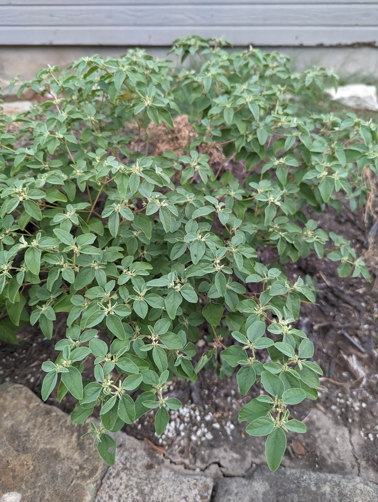 Prairie Tea from New Hope, TX 75071, USA on August 8, 2023 at 08:15 PM ...
