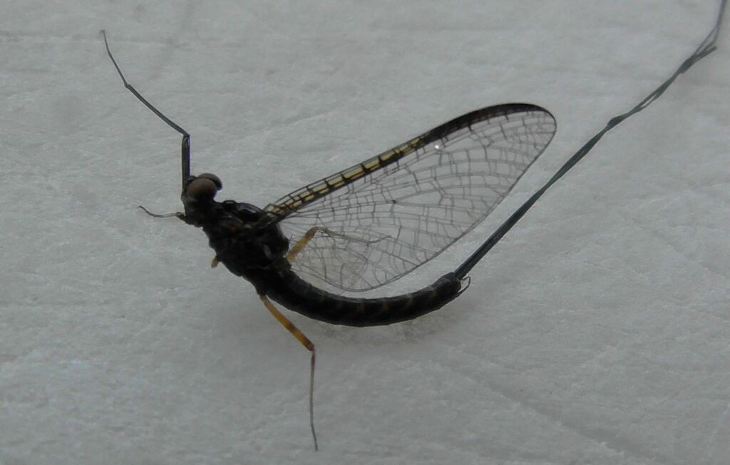 Mayflies from Watsonville QLD 4887, Australia on August 9, 2023 at 07: ...