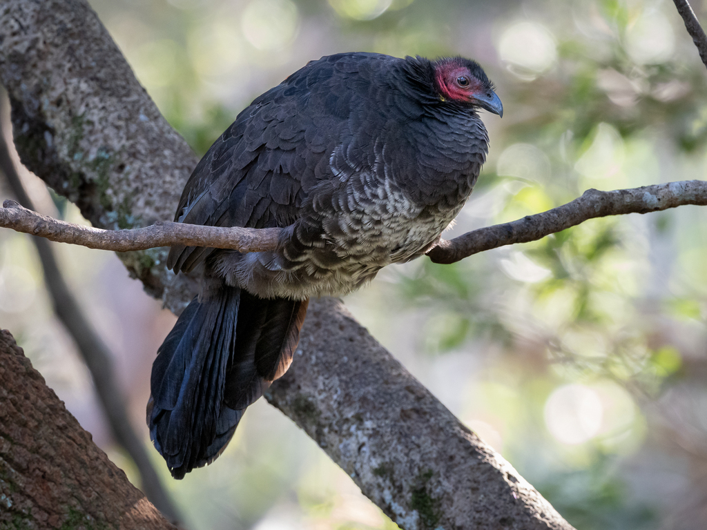 Australian Brushturkey from Red Rock NSW 2456, Australia on August 7 ...