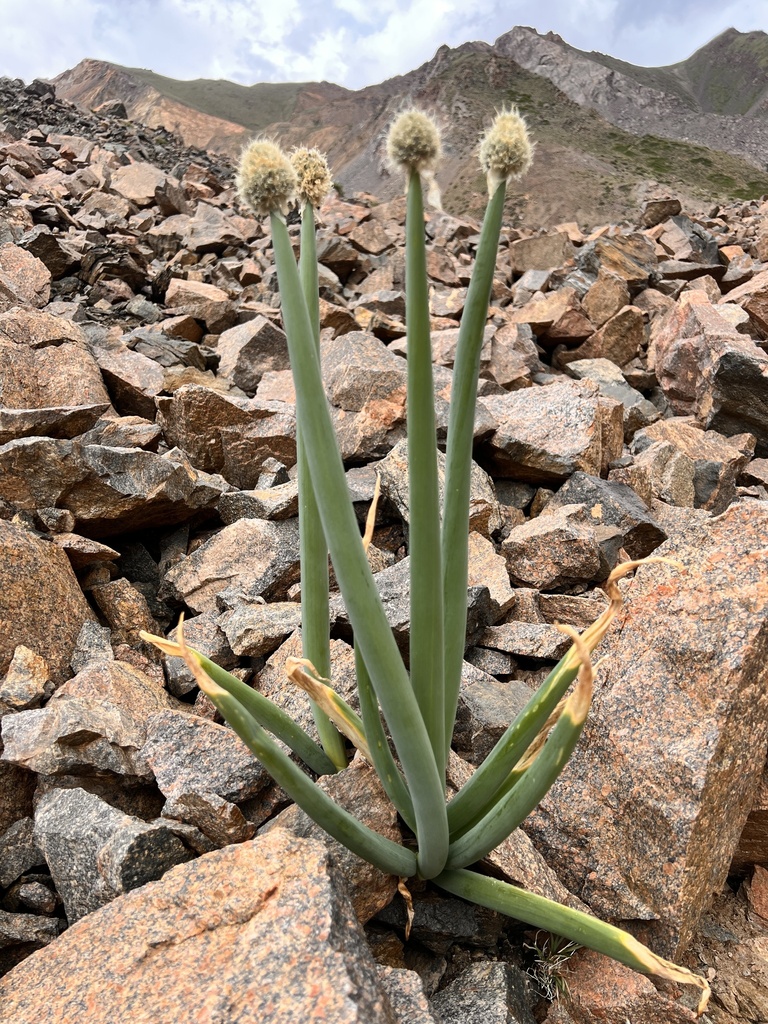 Altai Onion in August 2023 by Enkhbayasgalan Nyamjav · iNaturalist