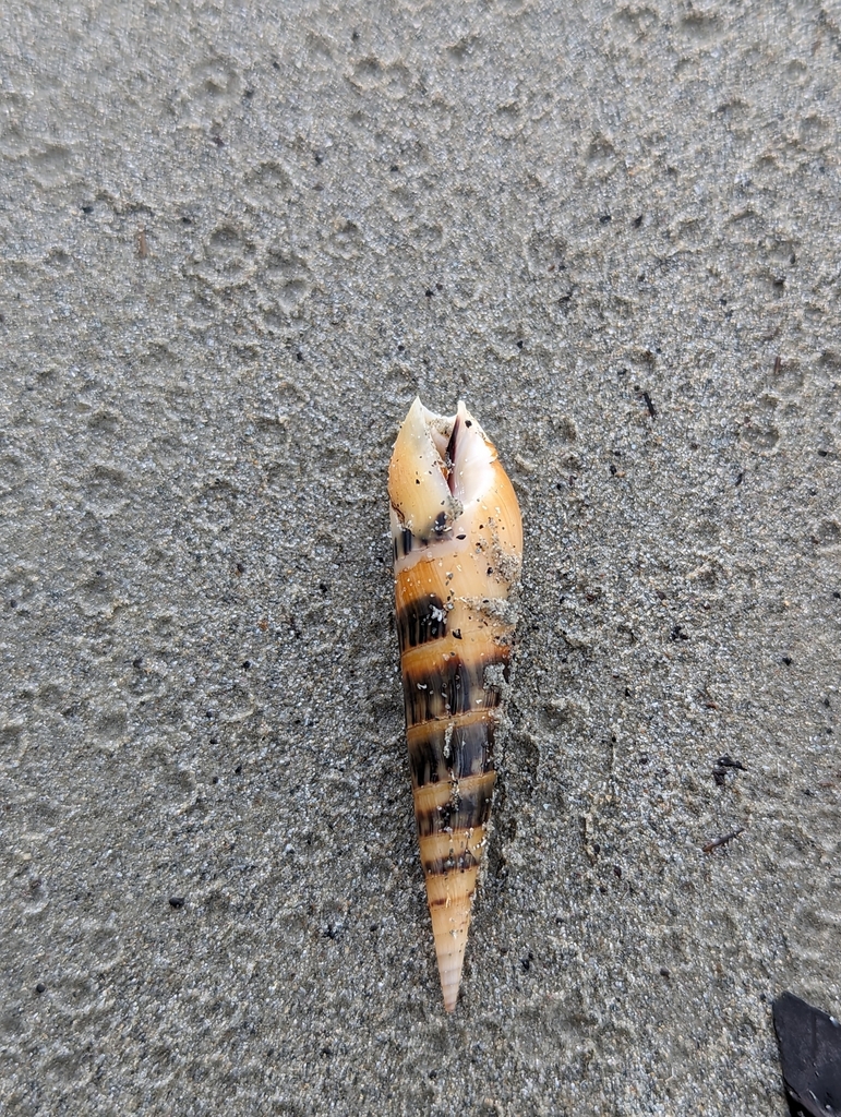 Hastula hectica from Cape Tribulation QLD 4873, Australia on August 9 ...