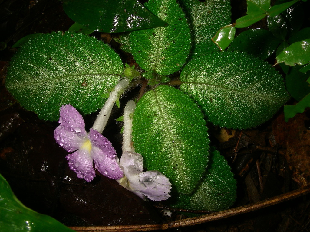 Episcia lilacina from 800 Metros al Norte Plaza de Deportes, La Virgen ...