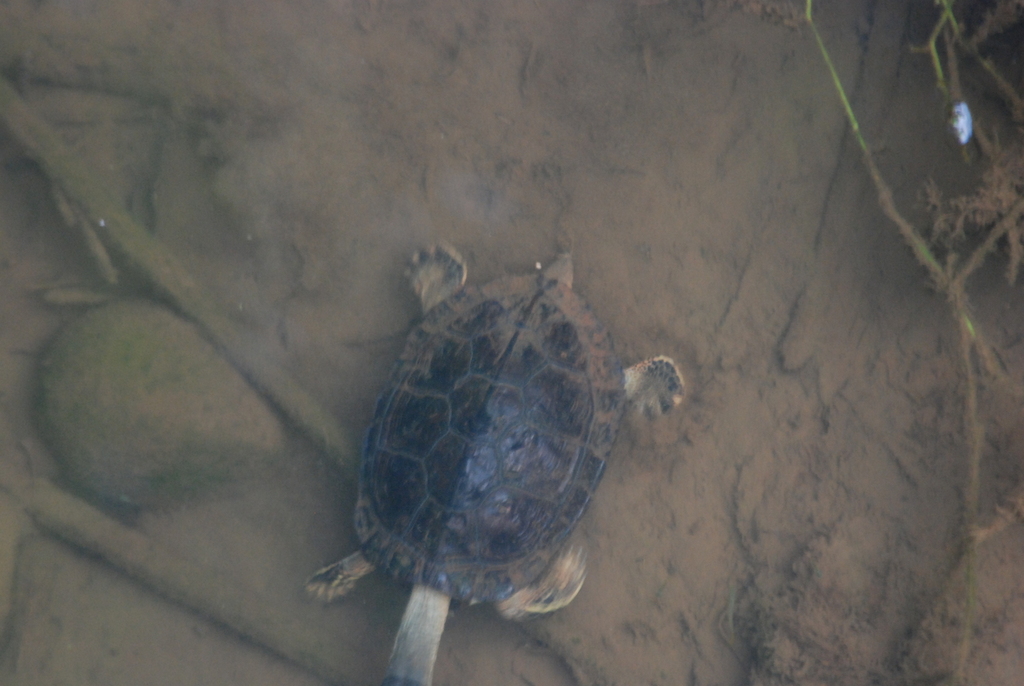 Black River Turtle in July 2009 by Henry Fabian · iNaturalist