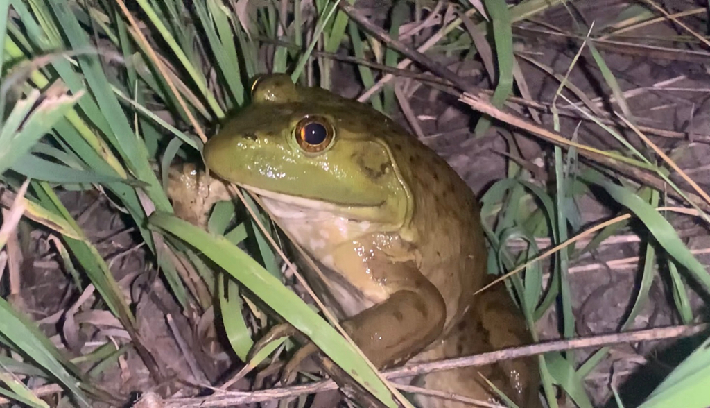 American Bullfrog from Westminster on August 7, 2023 at 10:59 PM by ...