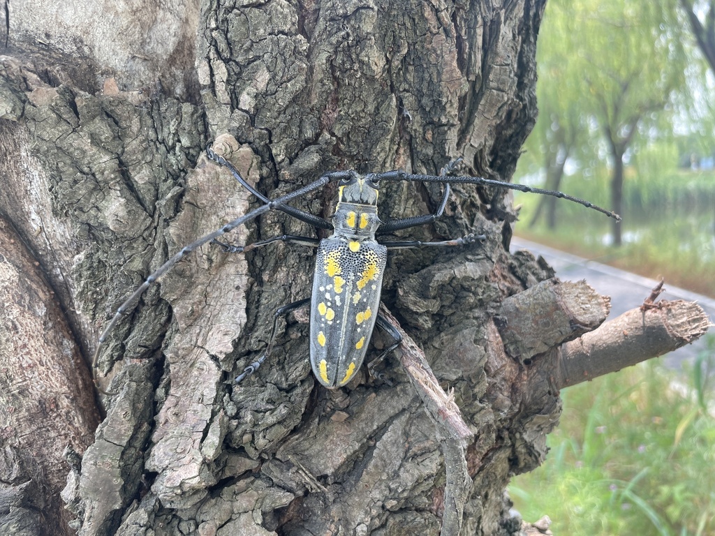 Batocera horsfieldi from 肥西县, 合肥市, 安徽省, CN on August 9, 2023 at 11:13 ...