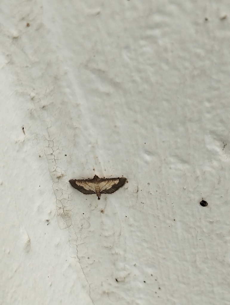 Cnaphalocrocis trebiusalis from Kottukulam Hills Pathamuttom P. O ...