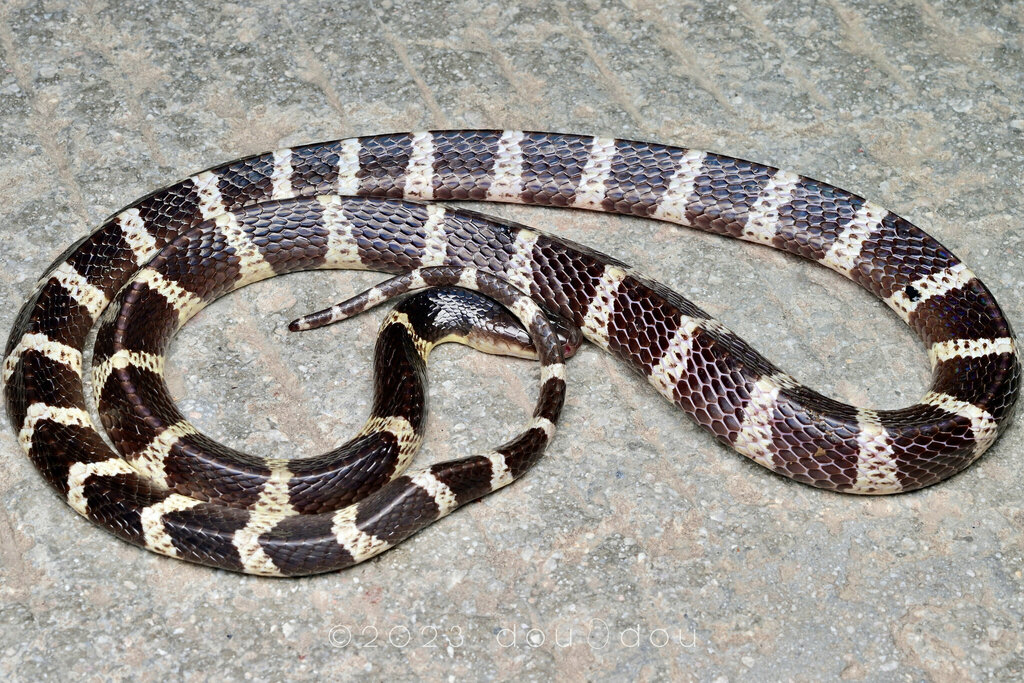 Many-banded Krait from 中国贵州省黔东南苗族侗族自治州黎平县 on July 20, 2023 at 02:43 AM ...