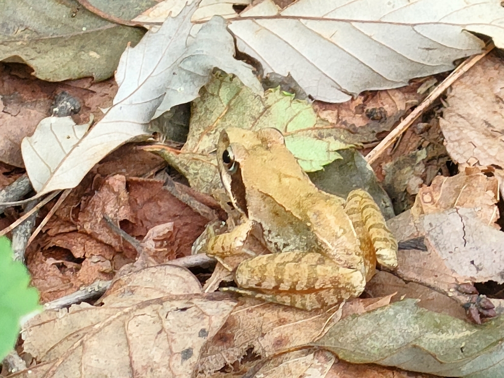 Tago's Brown Frog from 1440-152 Kutsukake, Aoki, Chiisagata District ...