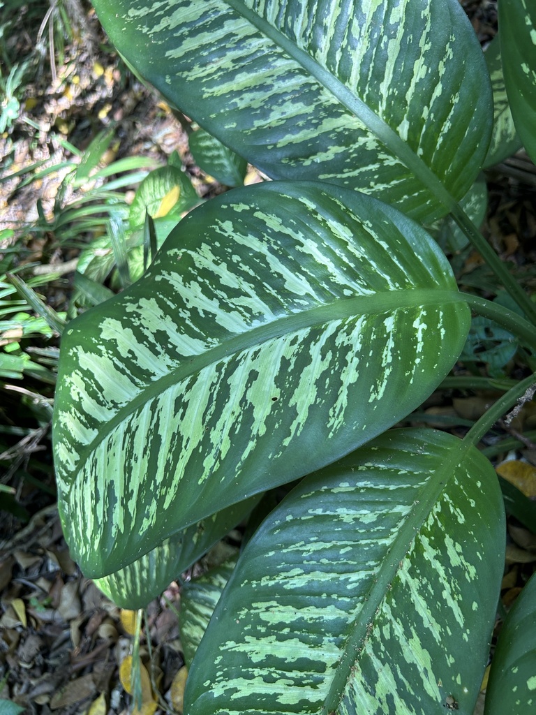 tuftroot from Singapore Island, SG on August 9, 2023 at 02:46 PM by ...
