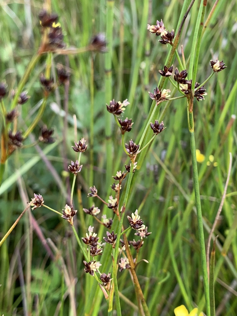Jointed rush from Anglesey, Llangefni, Wales, GB on August 8, 2023 at ...