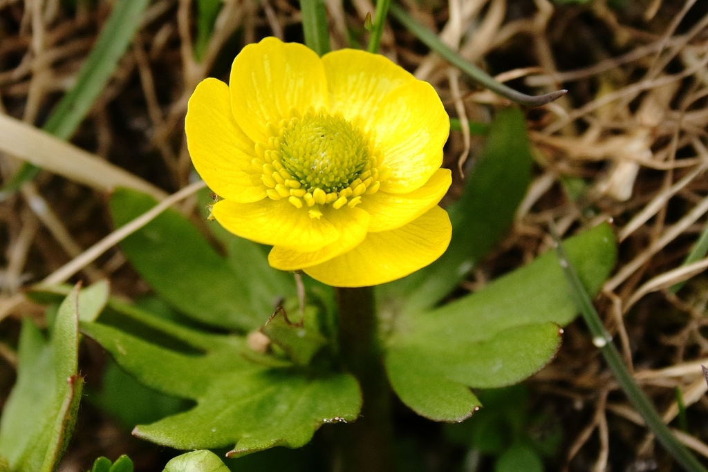 Sulphur Buttercup from Gnallberget, Svalbard on July 10, 2015 at 06:43 ...