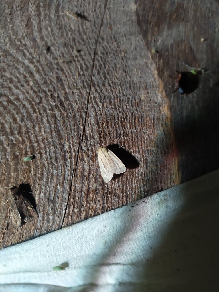 Smoky Wainscot from Spasskiy rayon, RU-RZ, RU on July 26, 2023 at 10:21 ...