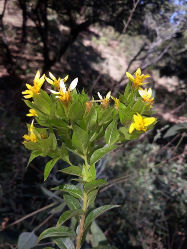 Trixis michuacana · iNaturalist