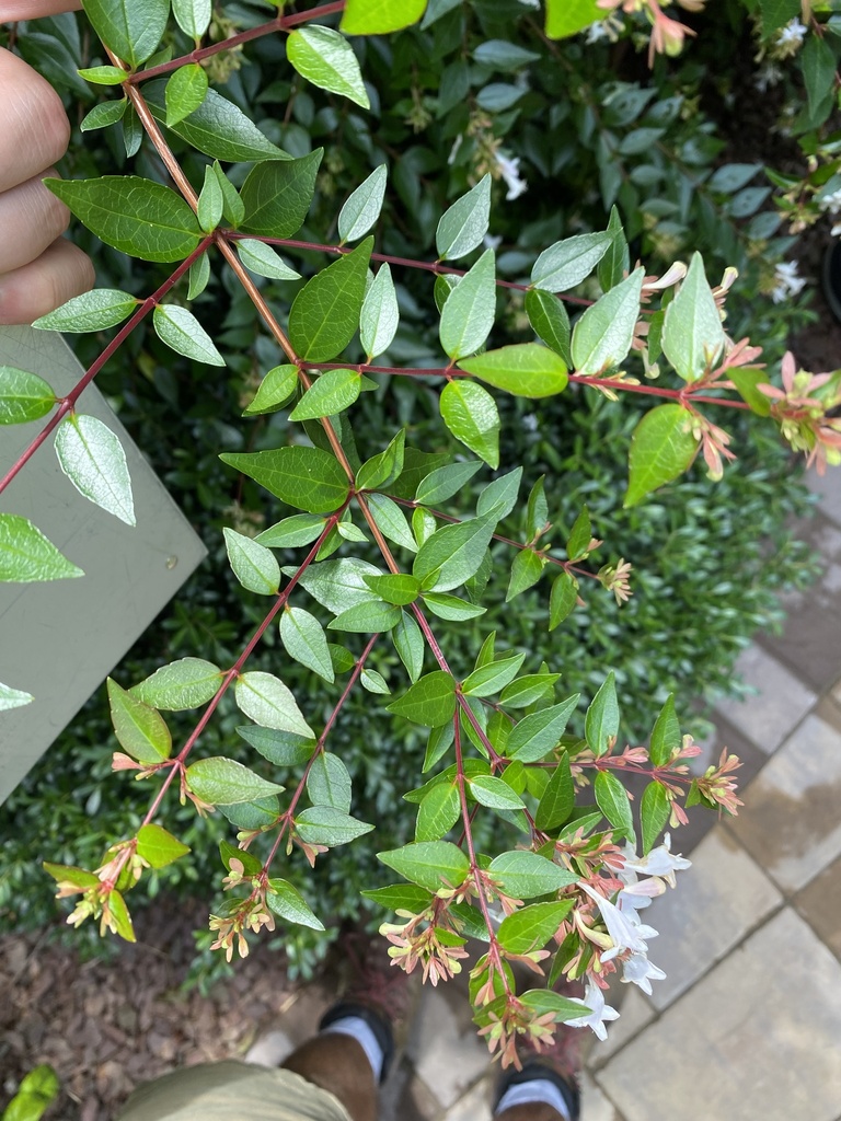 Abelias from Stamford Dr, Newark, DE, US on August 7, 2023 at 01:23 PM ...