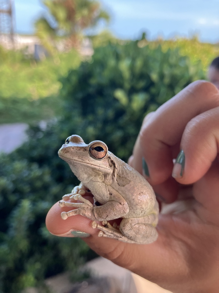 Cuban Tree Frog from South Bimini Airport, BS on August 7, 2023 at 05: ...