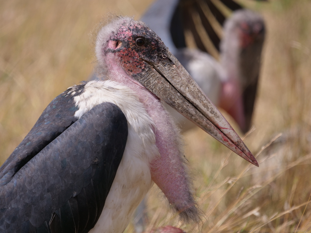 Marabou Stork from Mara, Kenya on August 3, 2023 at 08:59 AM by Álvaro ...