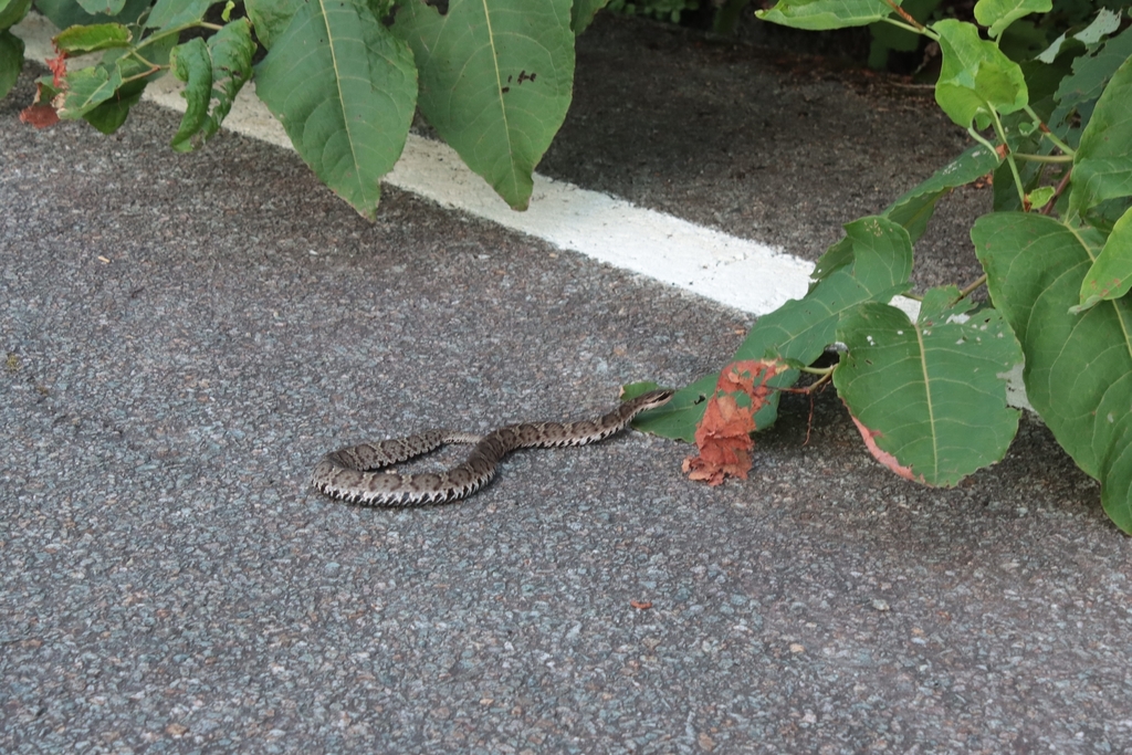 Short-tailed Mamushi in August 2023 by Nicholas Tam · iNaturalist