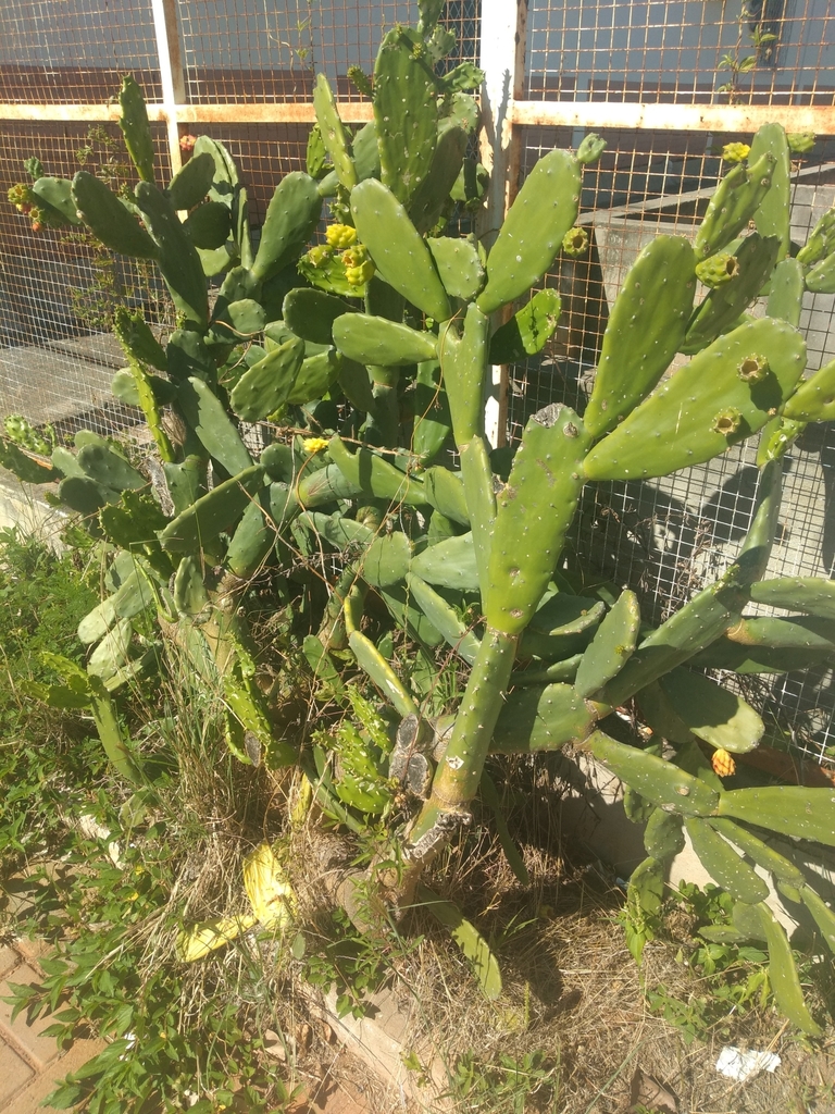Cochineal Nopal Cactus from Mossoró - RN, 59625, Brasil on July 26 ...