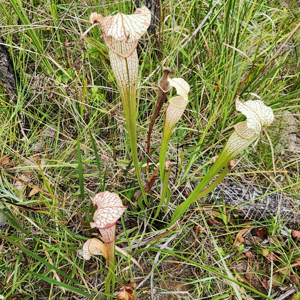 white pitcher plant in August 2023 by Quentin Fairchild · iNaturalist