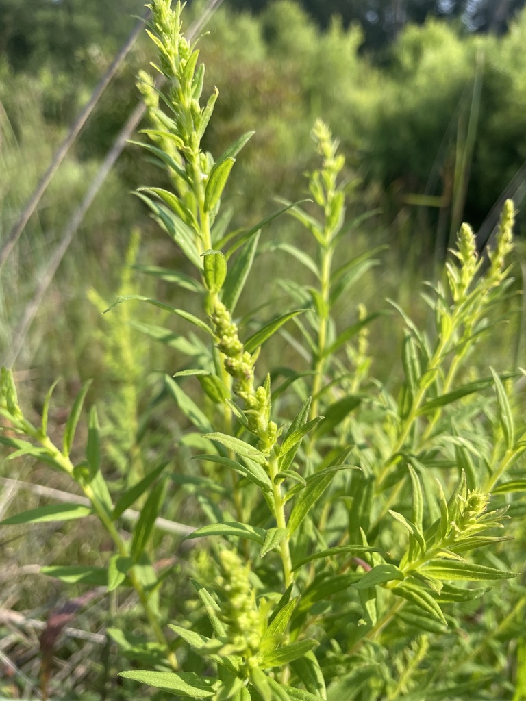 plants from Acacia Reservation, Lyndhurst, OH, US on August 9, 2023 at ...