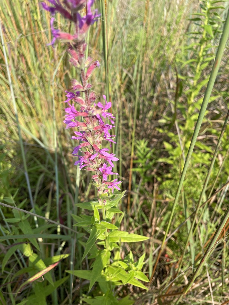 Lythrum Loosestrifes from Acacia Reservation, Lyndhurst, OH, US on ...