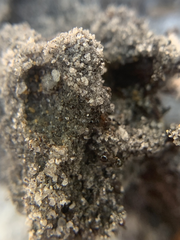 Davis' Big-headed Ant in August 2023 by William Phillips · iNaturalist