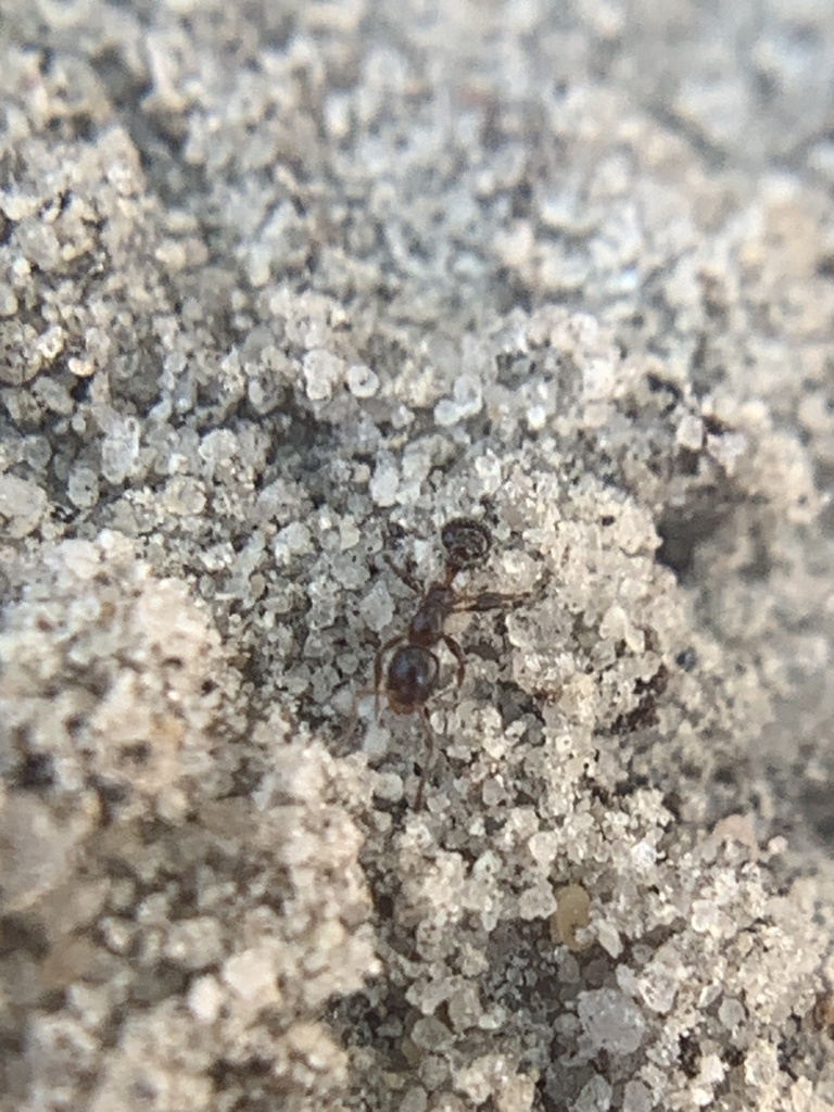 Pergande's Acorn Ant in August 2023 by William Phillips · iNaturalist
