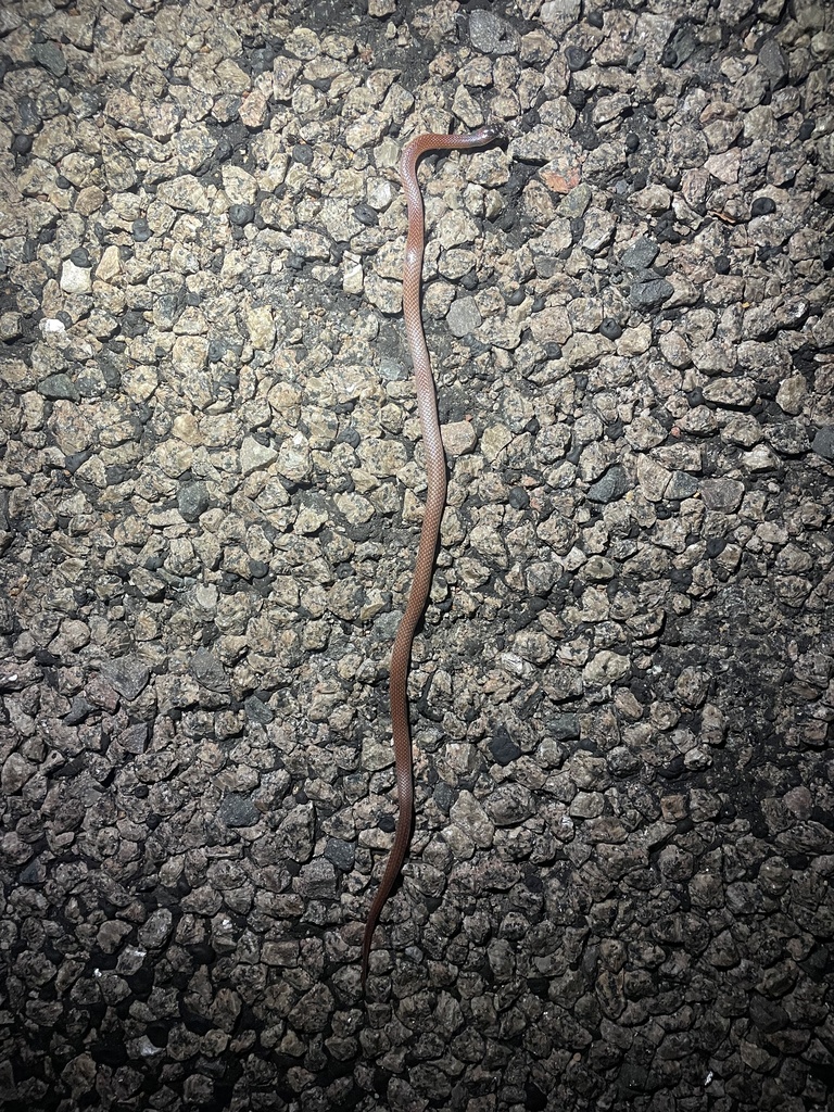 Orange-naped Snake from Parc national de Kakadu, Parc national de ...
