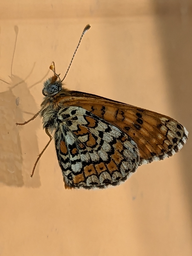 Melitaea from 69480 Marcy, France on July 23, 2023 at 01:20 PM by ...