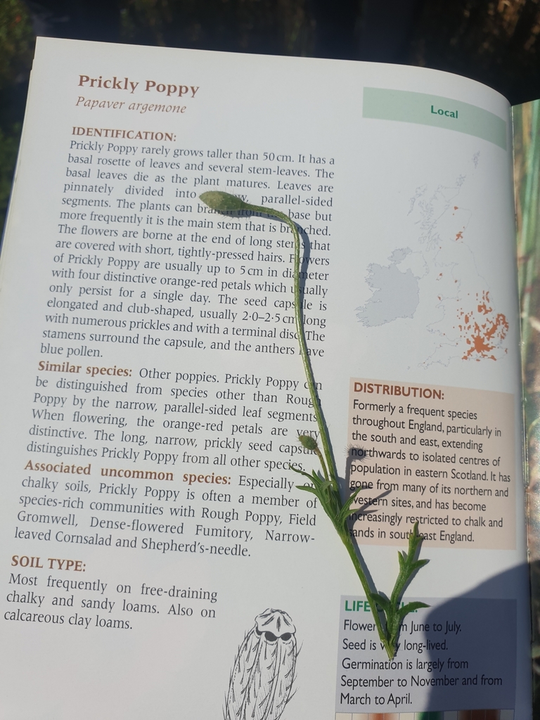 Prickly Poppy in August 2023 by Pedro Freitas · iNaturalist