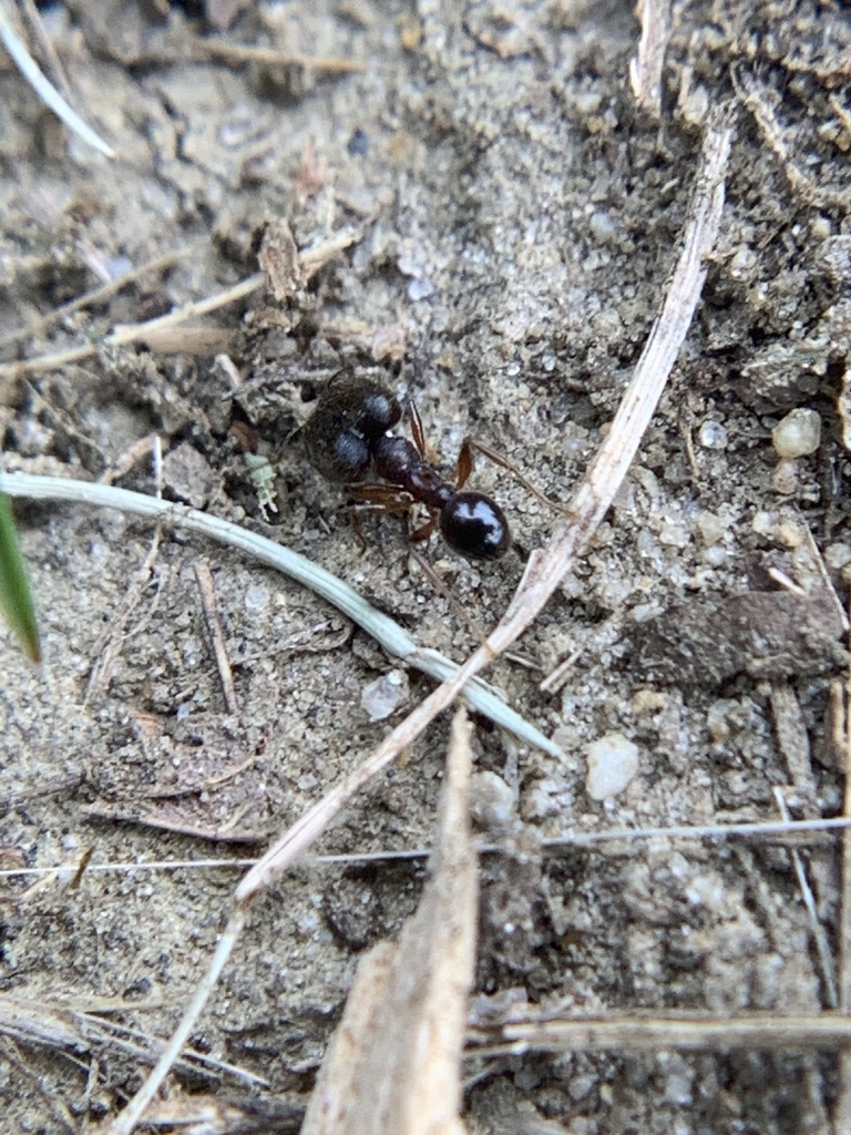 Hairy Big-headed Ant in August 2023 by William Phillips · iNaturalist