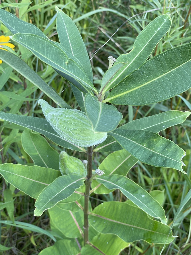 common milkweed from Acacia Reservation, Lyndhurst, OH, US on August 9 ...