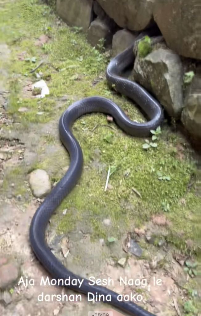 Oriental Rat Snake from BP Highway, Banepa, Bagmati, NP on August 2 ...