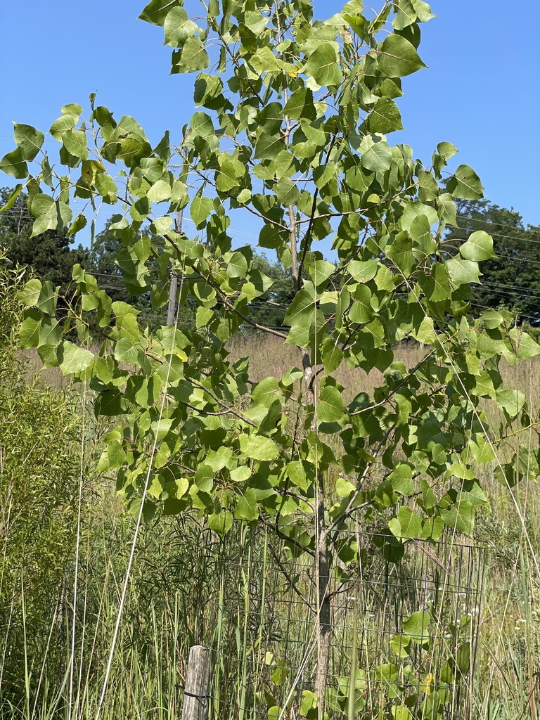 Something from Acacia Reservation, Lyndhurst, OH, US on August 9, 2023 ...