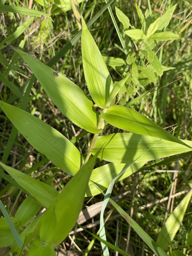 Something from Acacia Reservation, Lyndhurst, OH, US on August 9, 2023 ...