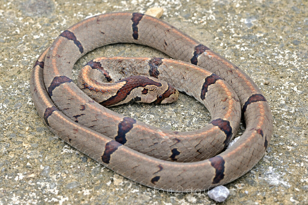 Chinese Kukri Snake from 中国贵州省黔南布依族苗族自治州荔波县茂兰镇 on July 28, 2023 at 11: ...