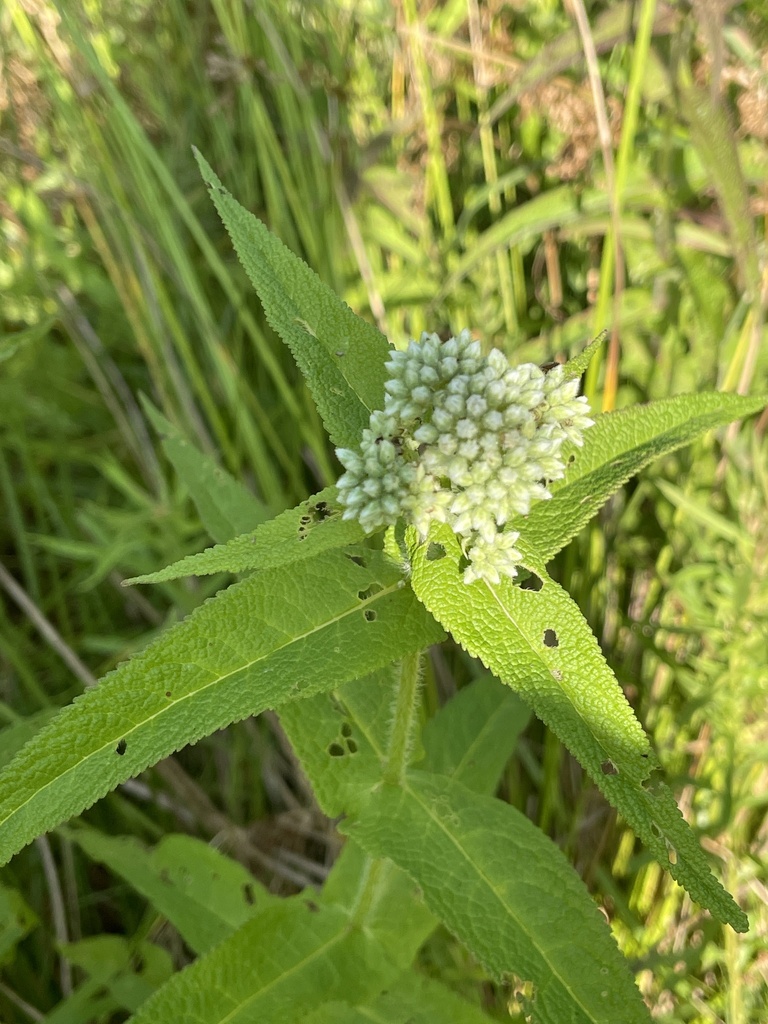 common boneset from Acacia Reservation, Lyndhurst, OH, US on August 9 ...