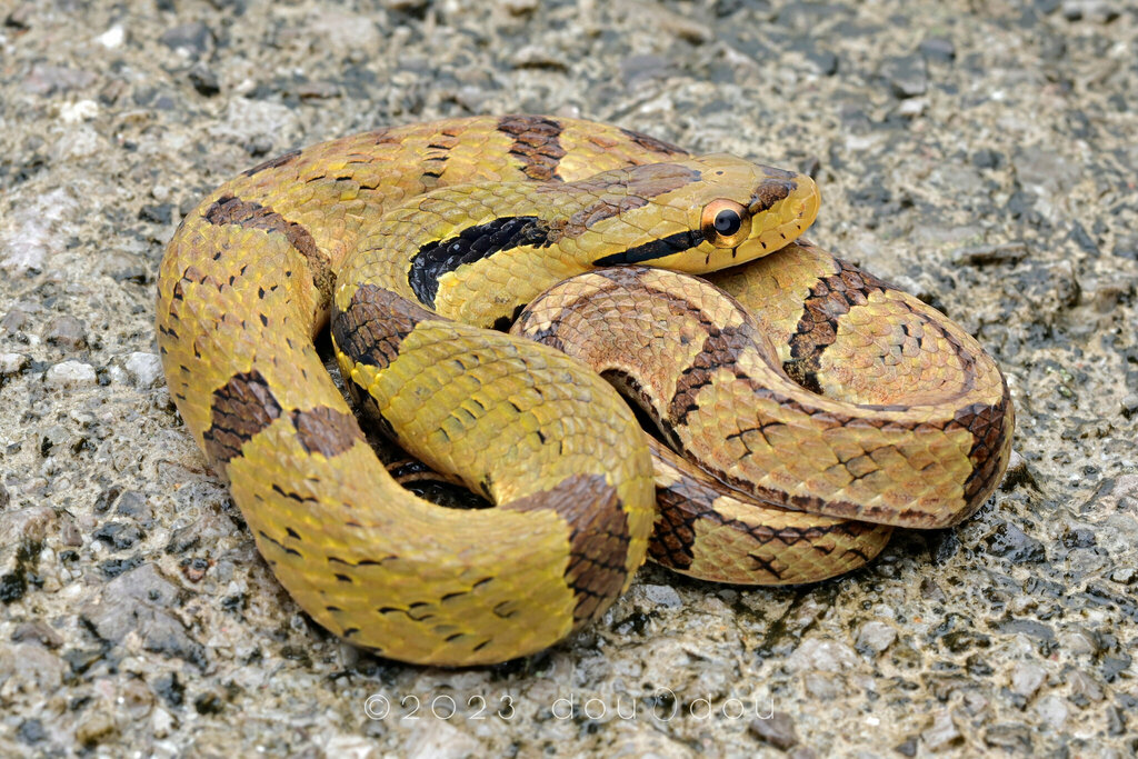Bamboo Snake from 中国贵州省黔南布依族苗族自治州荔波县茂兰镇 on July 30, 2023 at 08:37 PM by ...