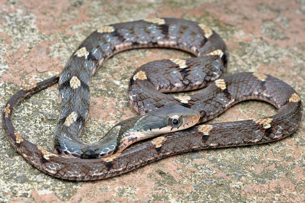 Chinese Bamboo Snake from 中国贵州省黔南布依族苗族自治州荔波县茂兰镇 on July 30, 2023 at 10: ...