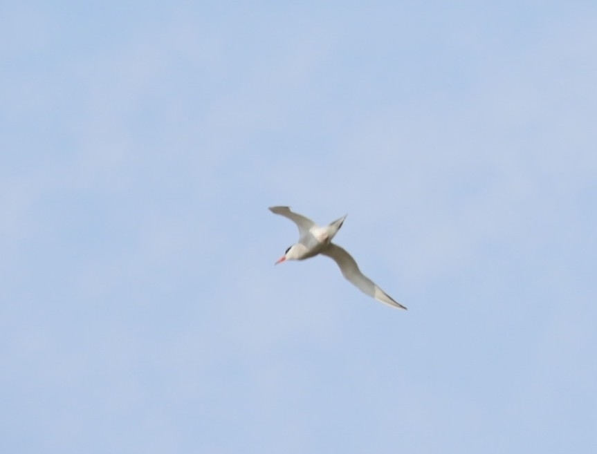 Common Tern in August 2023 by Ripley Kindervater · iNaturalist